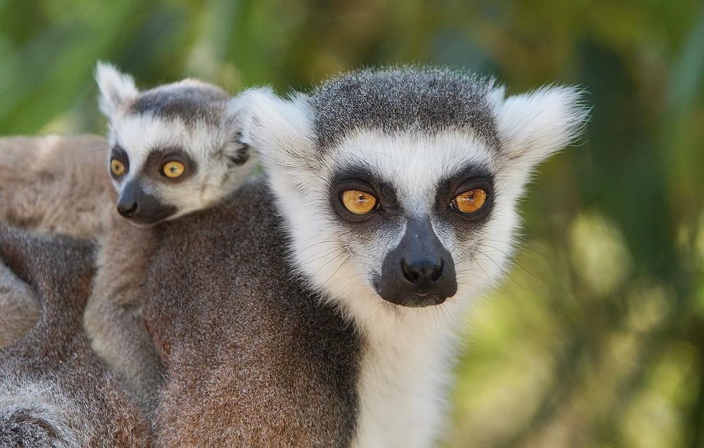 Katta mit Baby Foto & Bild | tiere, zoo, wildpark & falknerei ...