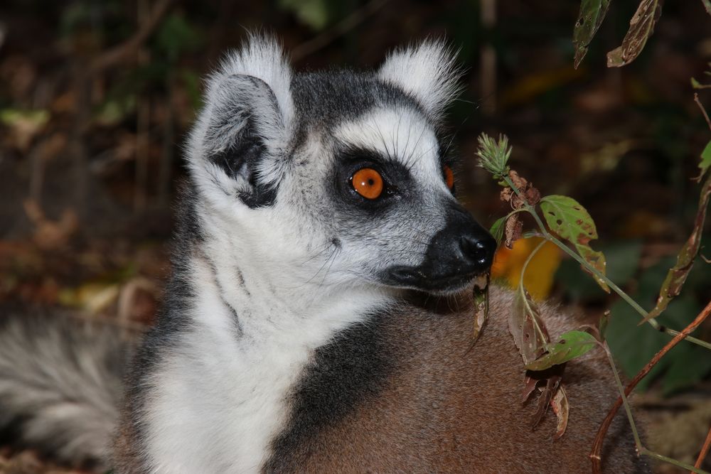 Katta Porträtaufnahme Foto & Bild | lemuren, madagaskar, katta Bilder ...