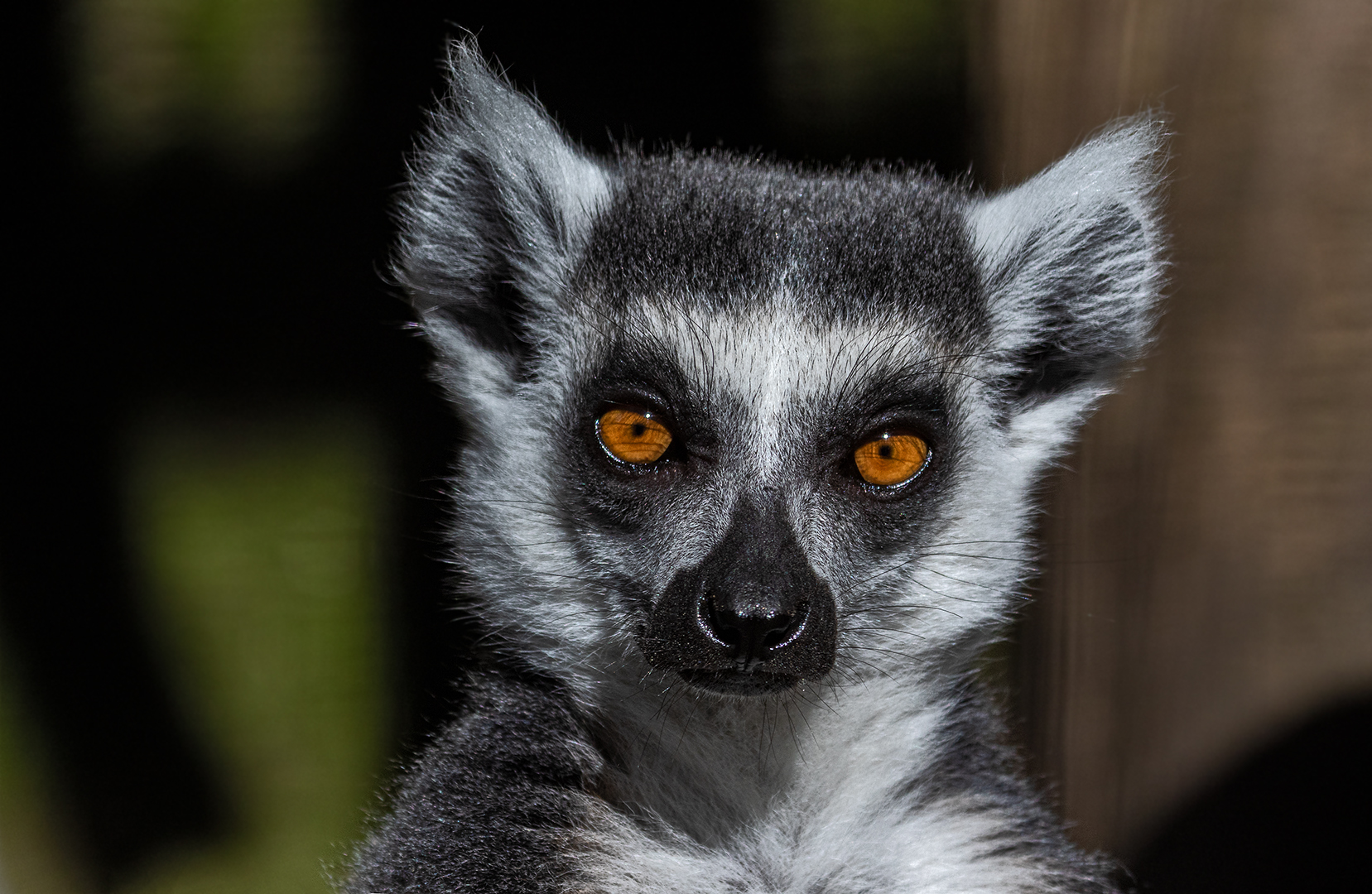 Katta Portrait 001 Foto & Bild | deutschland, europe, nordrhein ...