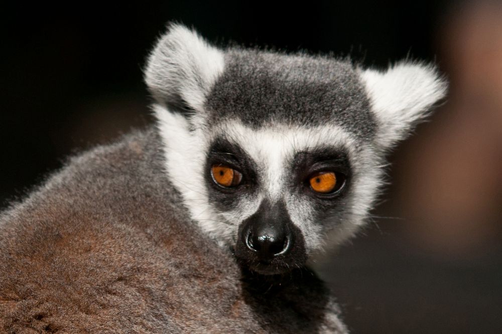 Katta-Portrait Foto & Bild | tiere, zoo, wildpark & falknerei, zoo ...