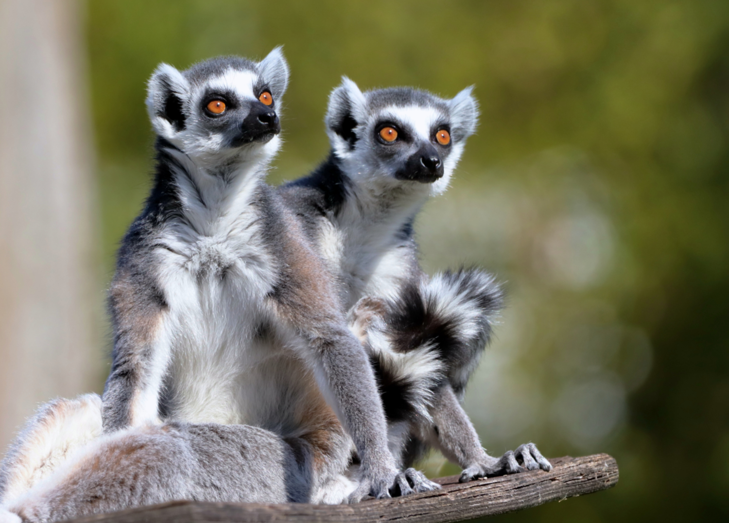 Kattas Foto & Bild | tiere, zoo, wildpark & falknerei, säugetiere ...
