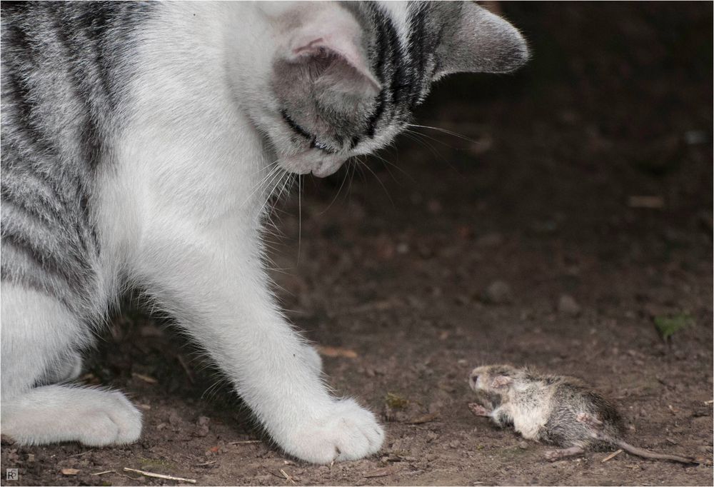 Katz & Maus Foto & Bild | spielen, natur, katze Bilder auf fotocommunity