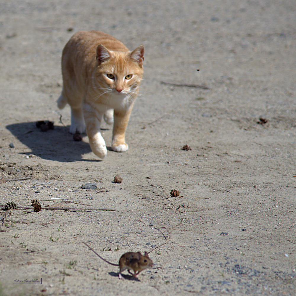 Katz und Maus Foto & Bild | fotos, dokumentation, katze Bilder auf ...