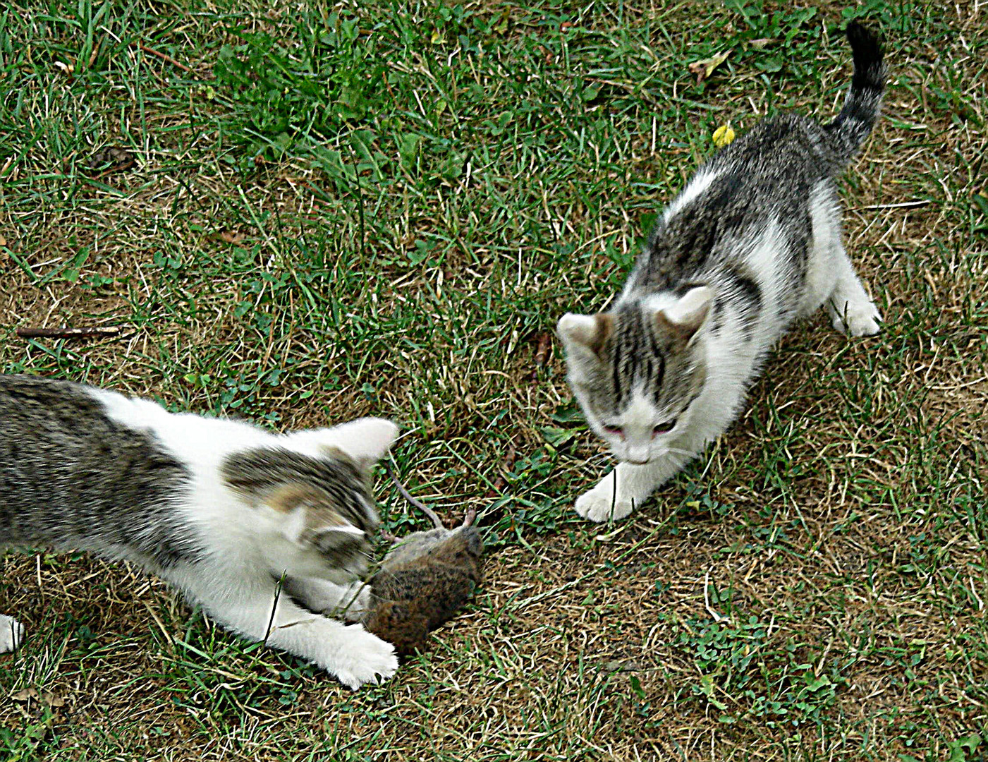 Katz und Maus Foto & Bild | tiere, tierkinder, natur Bilder auf ...
