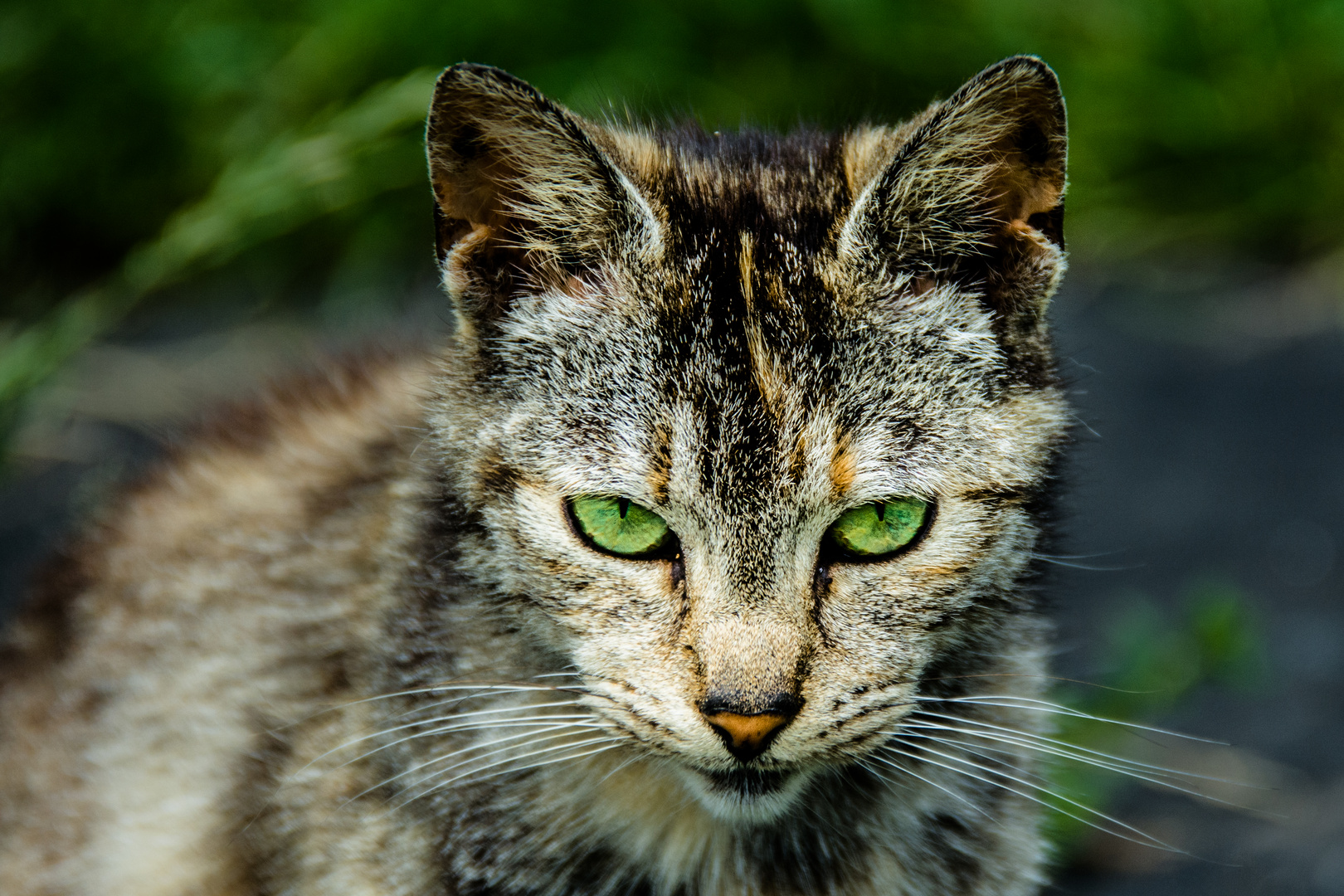 Katze Foto & Bild | natur, landschaft, tiere Bilder auf fotocommunity