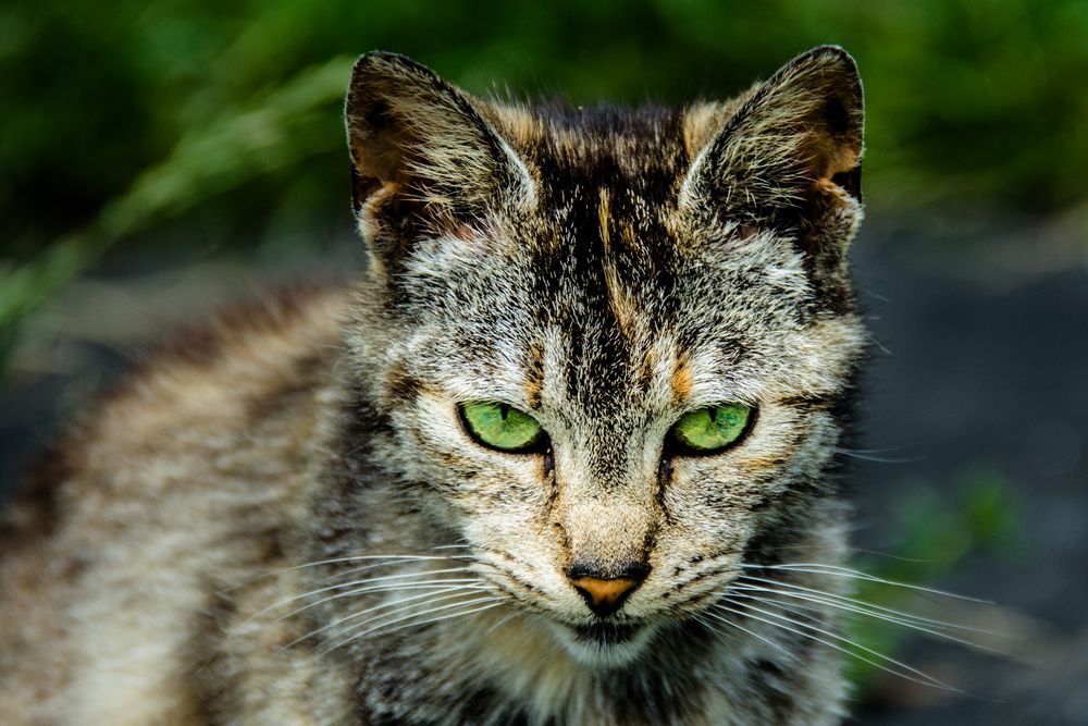 Katze Foto & Bild | natur, landschaft, tiere Bilder auf fotocommunity