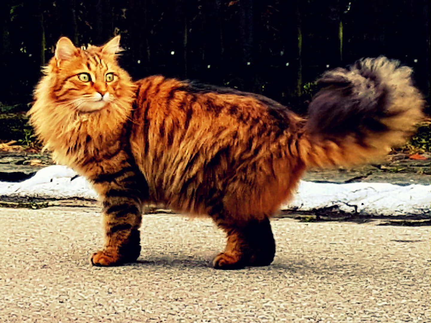 Katze Foto & Bild | tiere, haustiere, katzen Bilder auf fotocommunity