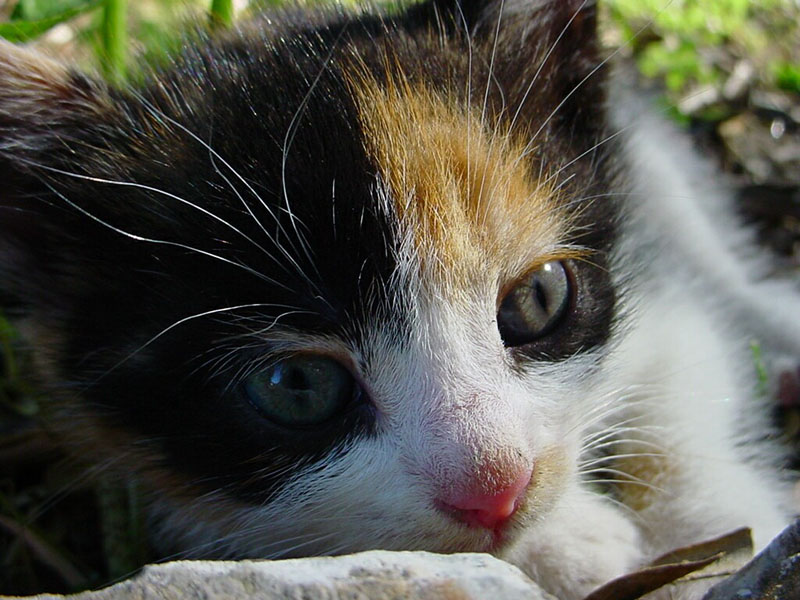 Katzé Foto & Bild | natur, tiere, youth Bilder auf fotocommunity