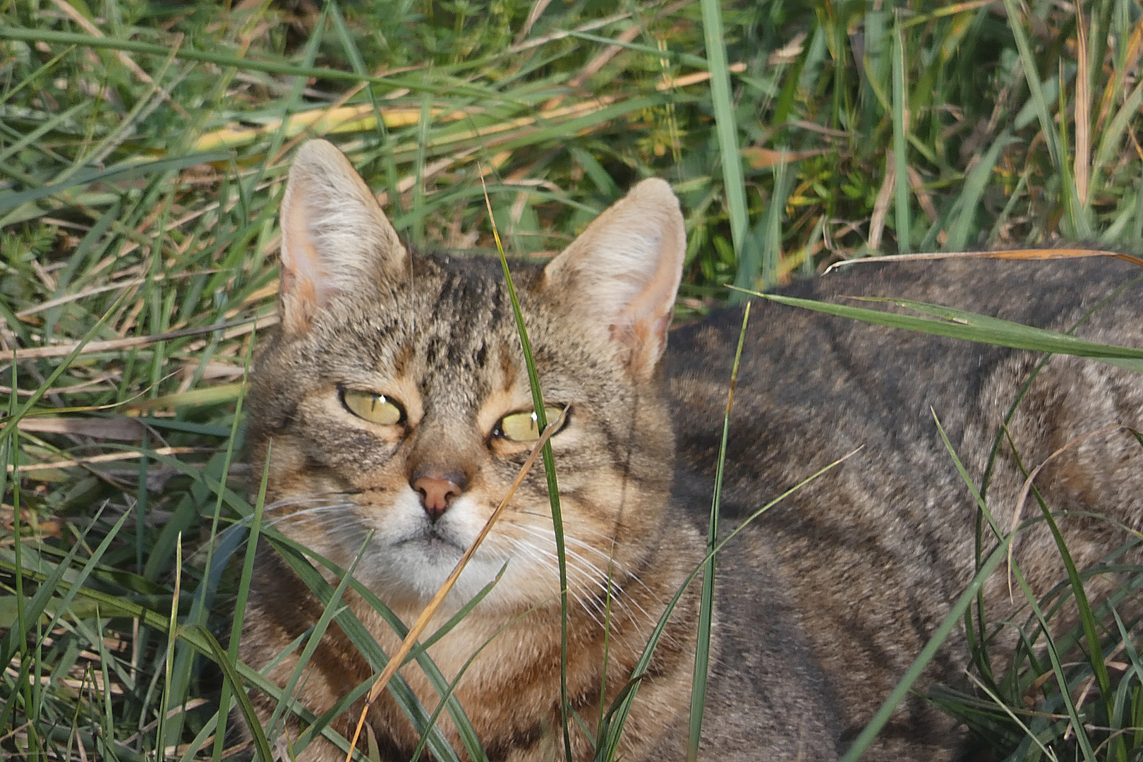 Katze Foto & Bild | fotos, natur, katze Bilder auf fotocommunity