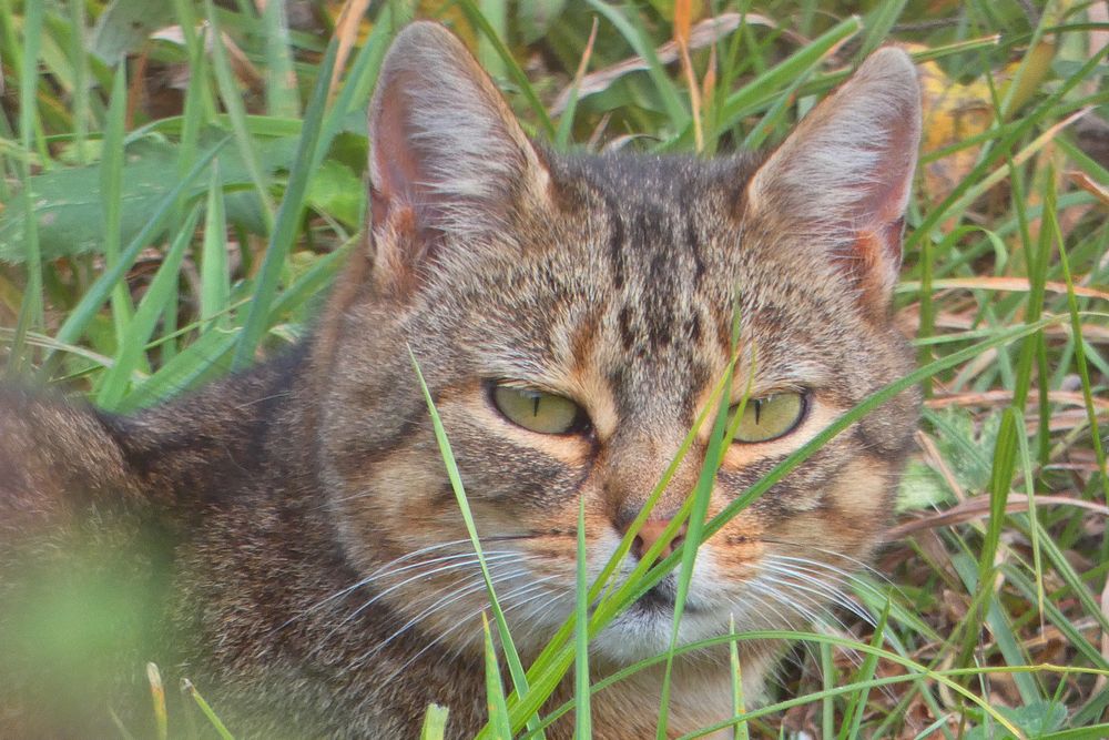 Katze 2 Foto & Bild | fotos, natur, katze Bilder auf fotocommunity