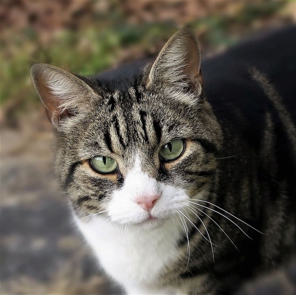 Katze Foto & Bild | canon, outdoor, natur Bilder auf fotocommunity