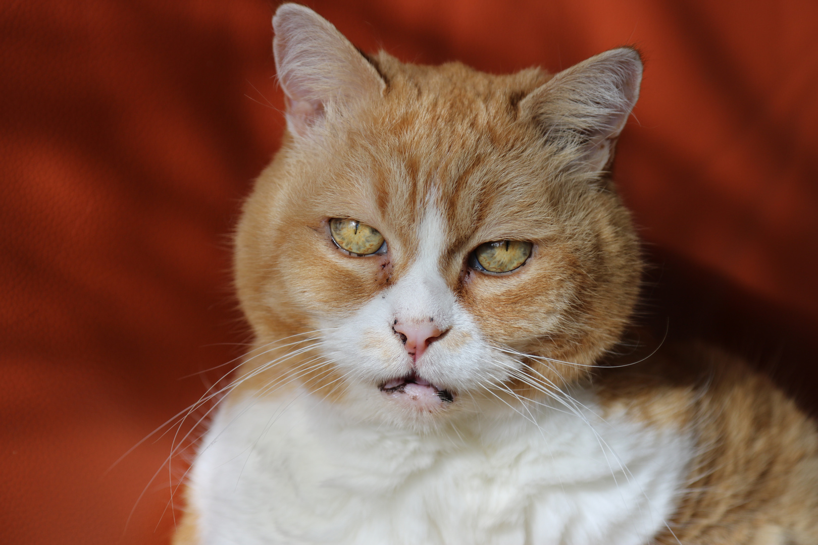 Katze Foto & Bild | anfängerecke - nachgefragt, nachgefragt ...