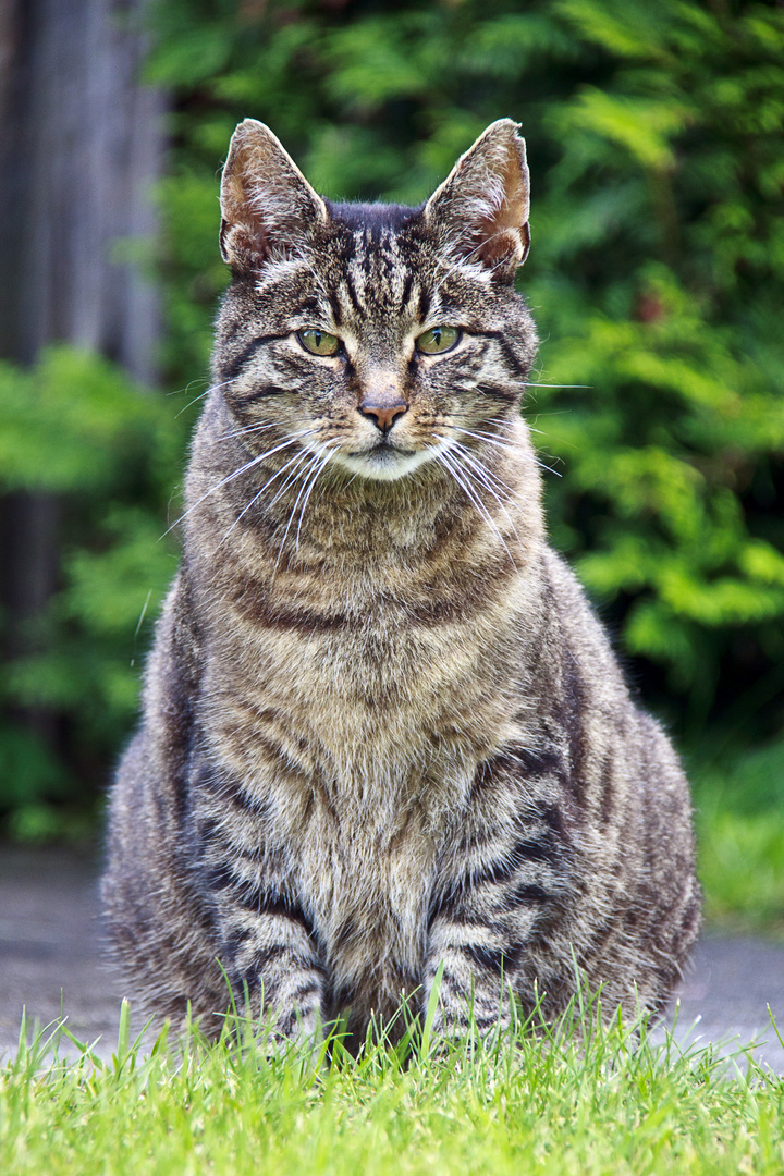 Katze Foto & Bild | tiere, haustiere, katzen Bilder auf fotocommunity
