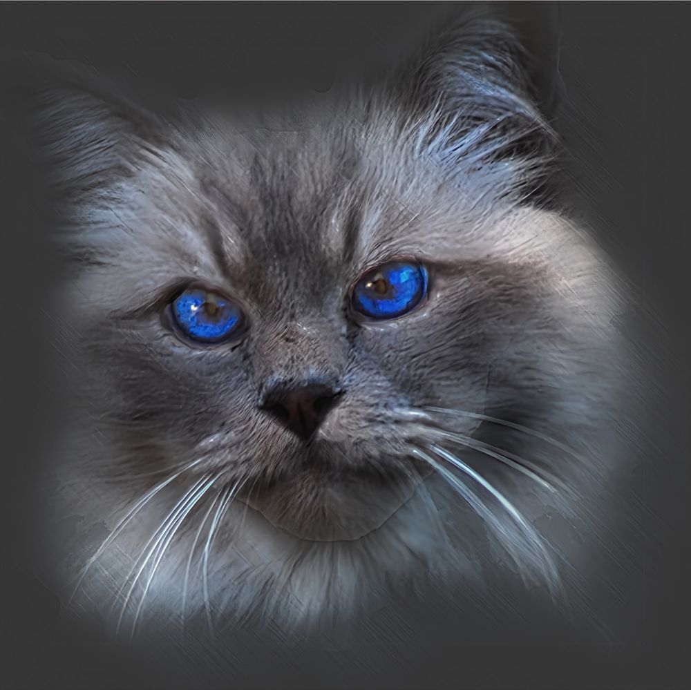 Katze Foto & Bild | tiere, haustiere, katzen Bilder auf fotocommunity