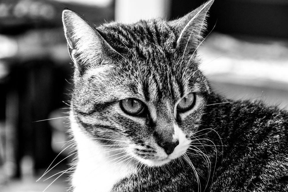 katze Foto & Bild | tiere, haustiere, katzen Bilder auf fotocommunity