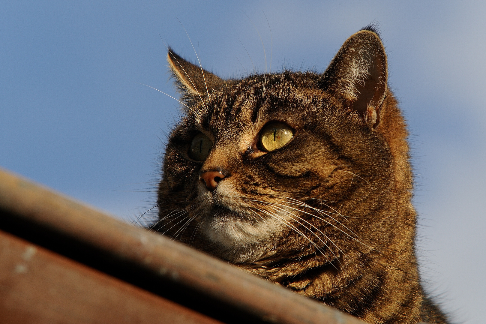 Katze Foto & Bild | tiere, haustiere, katzen Bilder auf fotocommunity