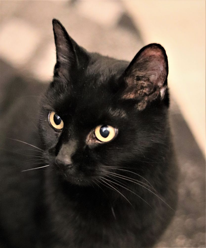 Katze Foto & Bild | katze, tiere, spezial Bilder auf fotocommunity