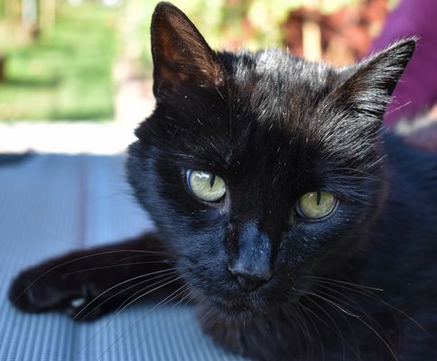 Katzen, Katzenbilder, Katzenfotos