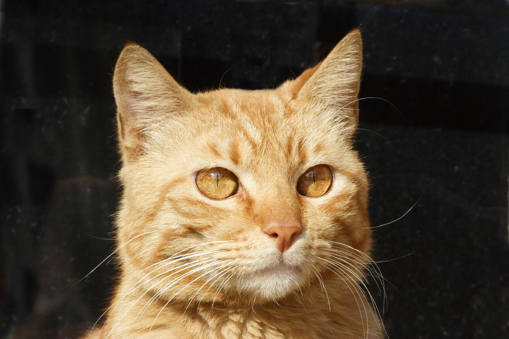 KATZE Foto & Bild | tiere, haustiere, katzen Bilder auf fotocommunity