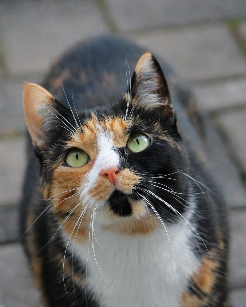 Katze Foto & Bild | natur, tiere, youth Bilder auf fotocommunity