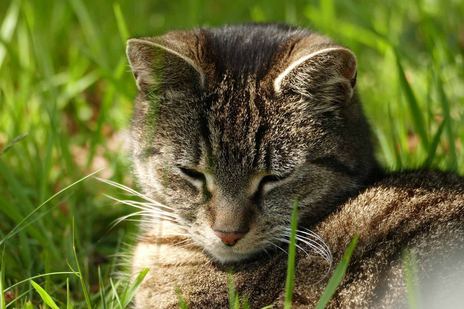 Katze Foto & Bild | tiere, haustiere, katzen Bilder auf fotocommunity