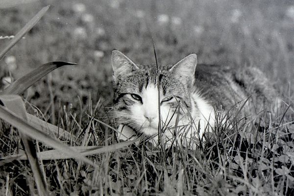 Katzen, Katzenbilder, Katzenfotos