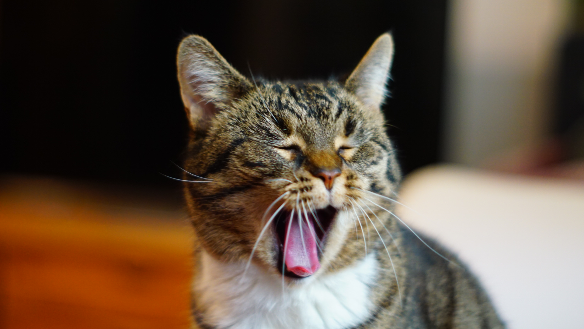 Katze Foto & Bild | tiere, haustiere, katzen Bilder auf fotocommunity