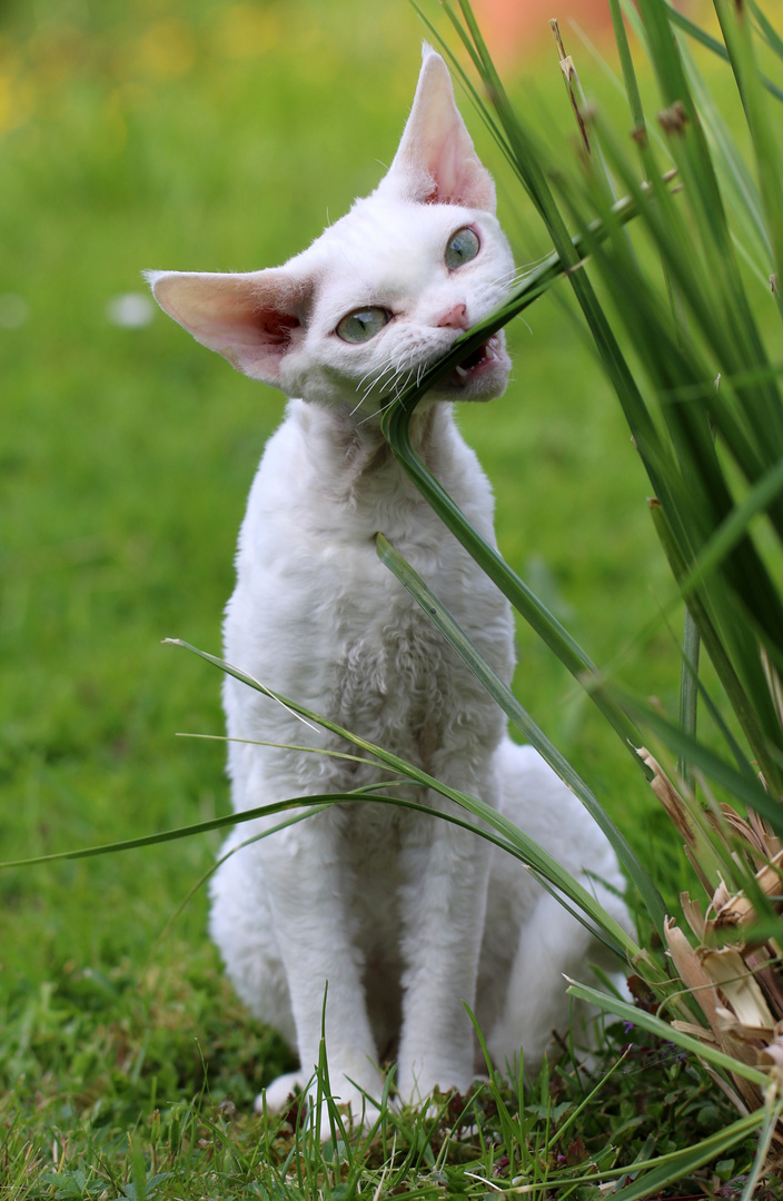 Katze Foto & Bild | gras, natur, katze Bilder auf fotocommunity