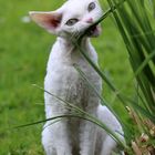 Katze Foto & Bild | gras, natur, katze Bilder auf fotocommunity