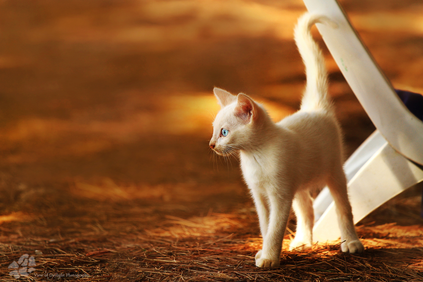 Katze Foto & Bild | tiere, haustiere, katzen Bilder auf fotocommunity