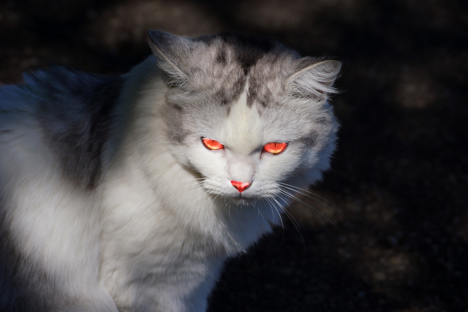 Katze Foto & Bild | tiere, haustiere, katzen Bilder auf fotocommunity