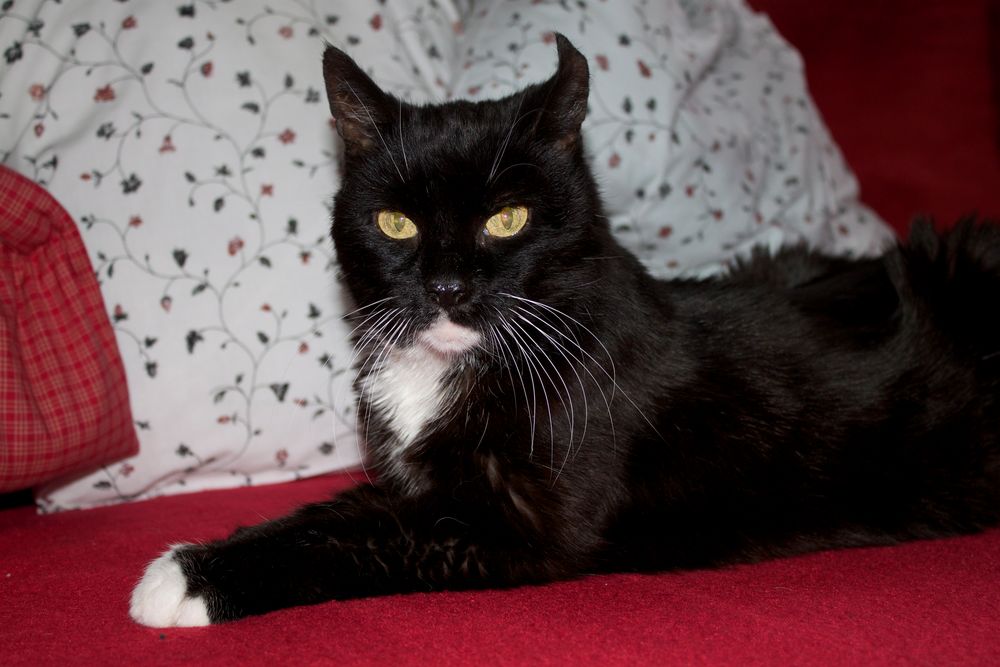 Katze Foto & Bild | tiere, haustiere, katzen Bilder auf fotocommunity