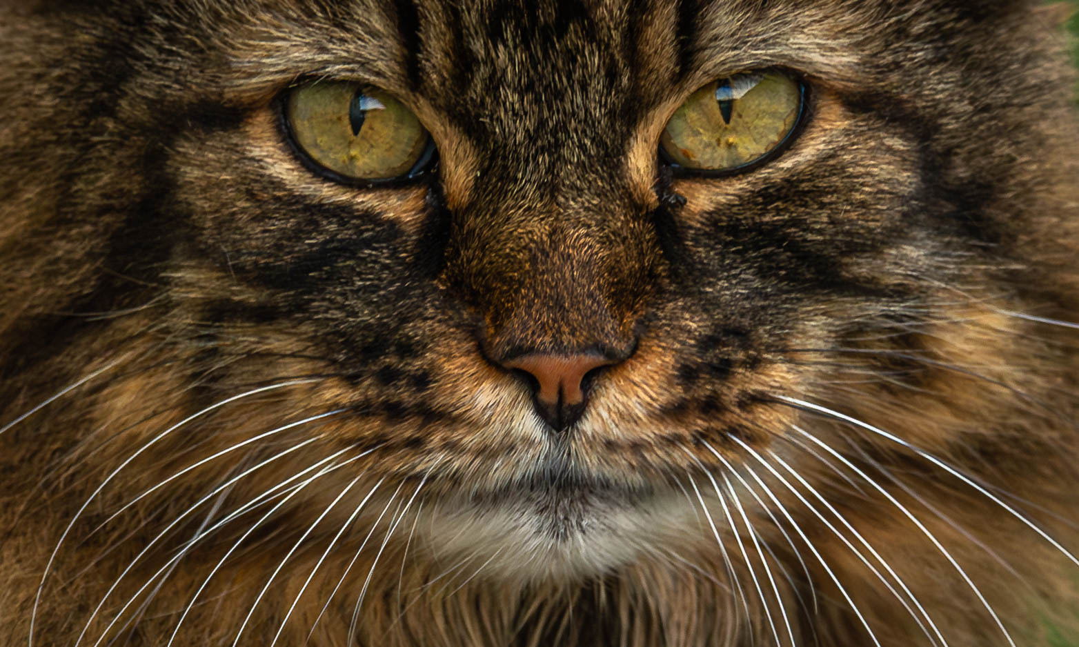 Katze Foto & Bild | tiere, haustiere, katzen Bilder auf fotocommunity