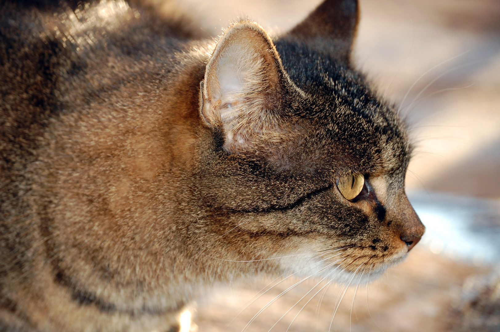 Katze Foto & Bild | tiere, haustiere, katzen Bilder auf fotocommunity