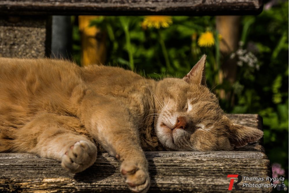Katze Foto & Bild | tiere, haustiere, katzen Bilder auf fotocommunity