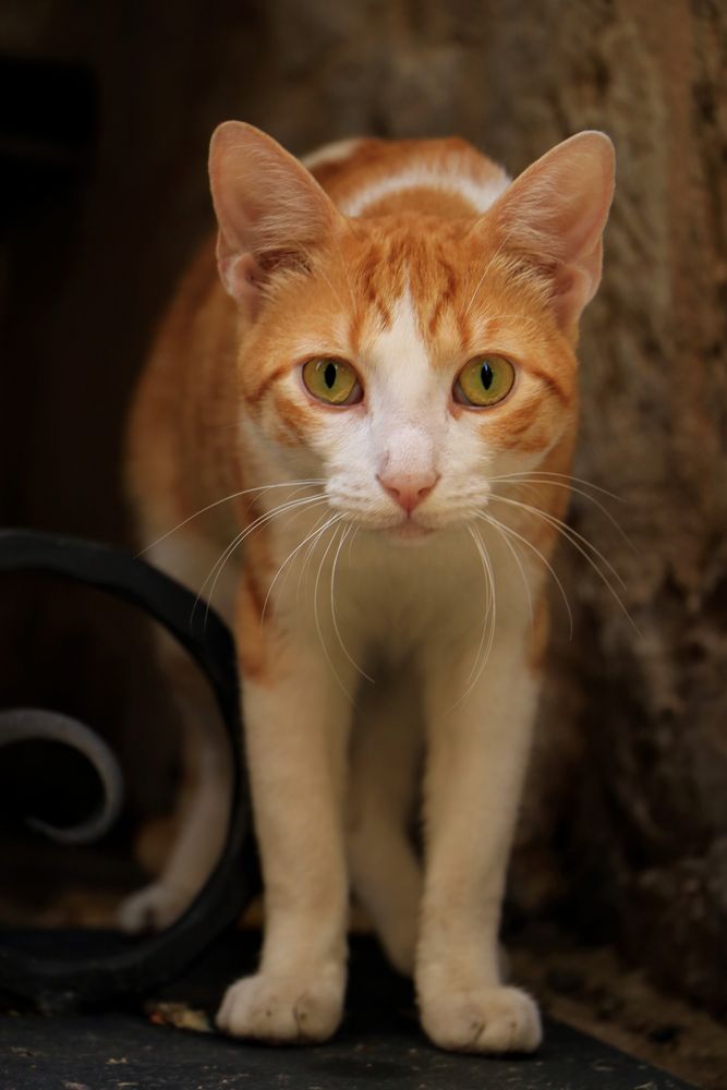 Katze Foto & Bild | fotos, natur, straße Bilder auf fotocommunity