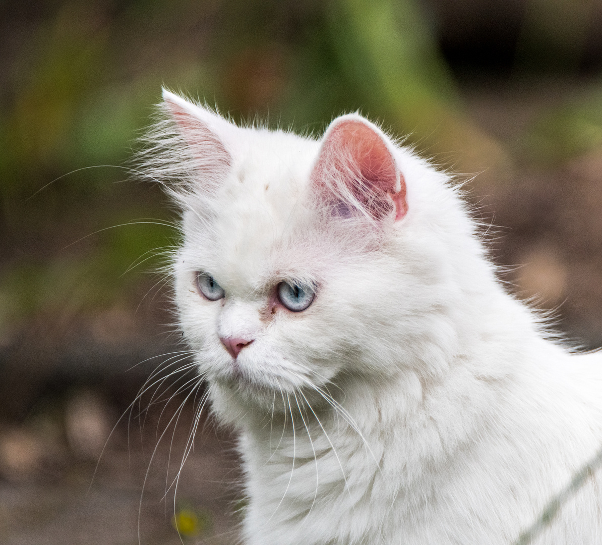 Katze Foto & Bild | tiere, haustiere, katzen Bilder auf fotocommunity