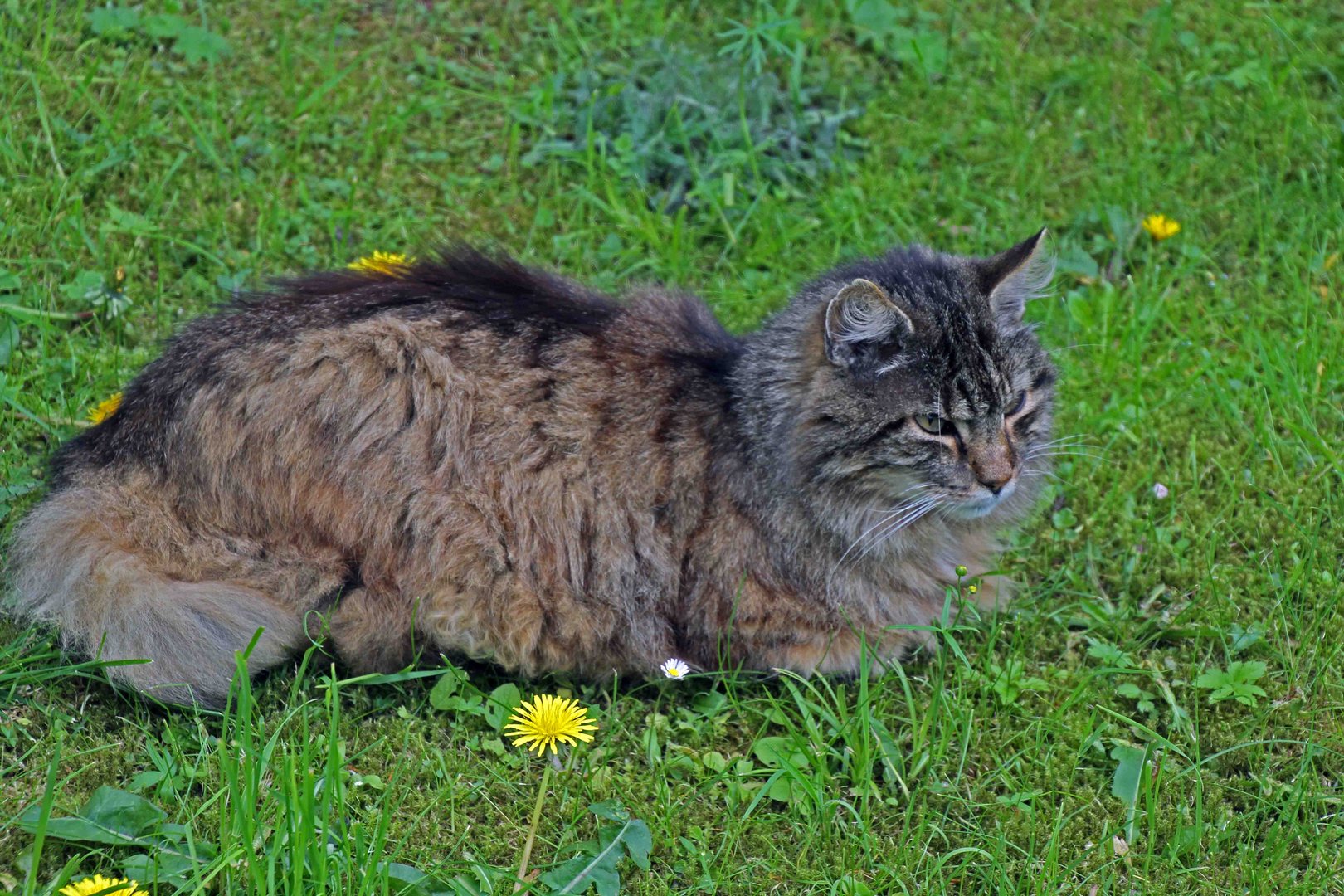 Katze am Wegesrand liegend Foto & Bild | tiere, haustiere, katzen ...