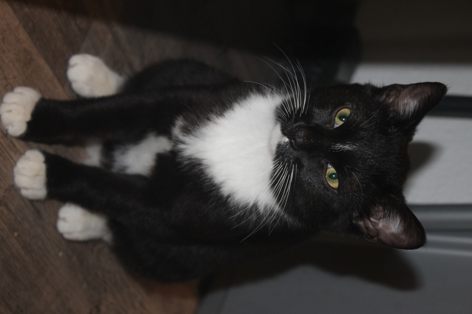 Katze Foto & Bild | tiere, haustiere, katzen Bilder auf fotocommunity