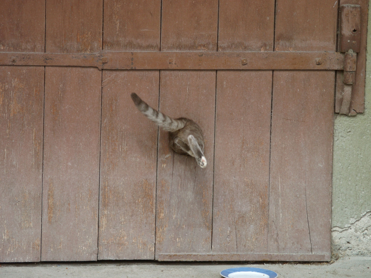 Katze beim Sprung im Katzenloch Foto & Bild | katzen, tiere, motive ...