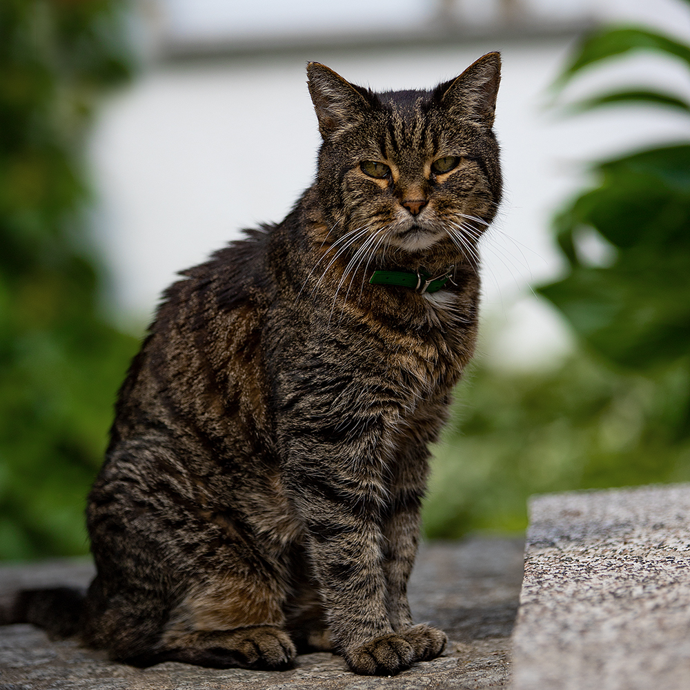 - Katze - Foto & Bild | tiere, haustiere, katzen Bilder auf fotocommunity