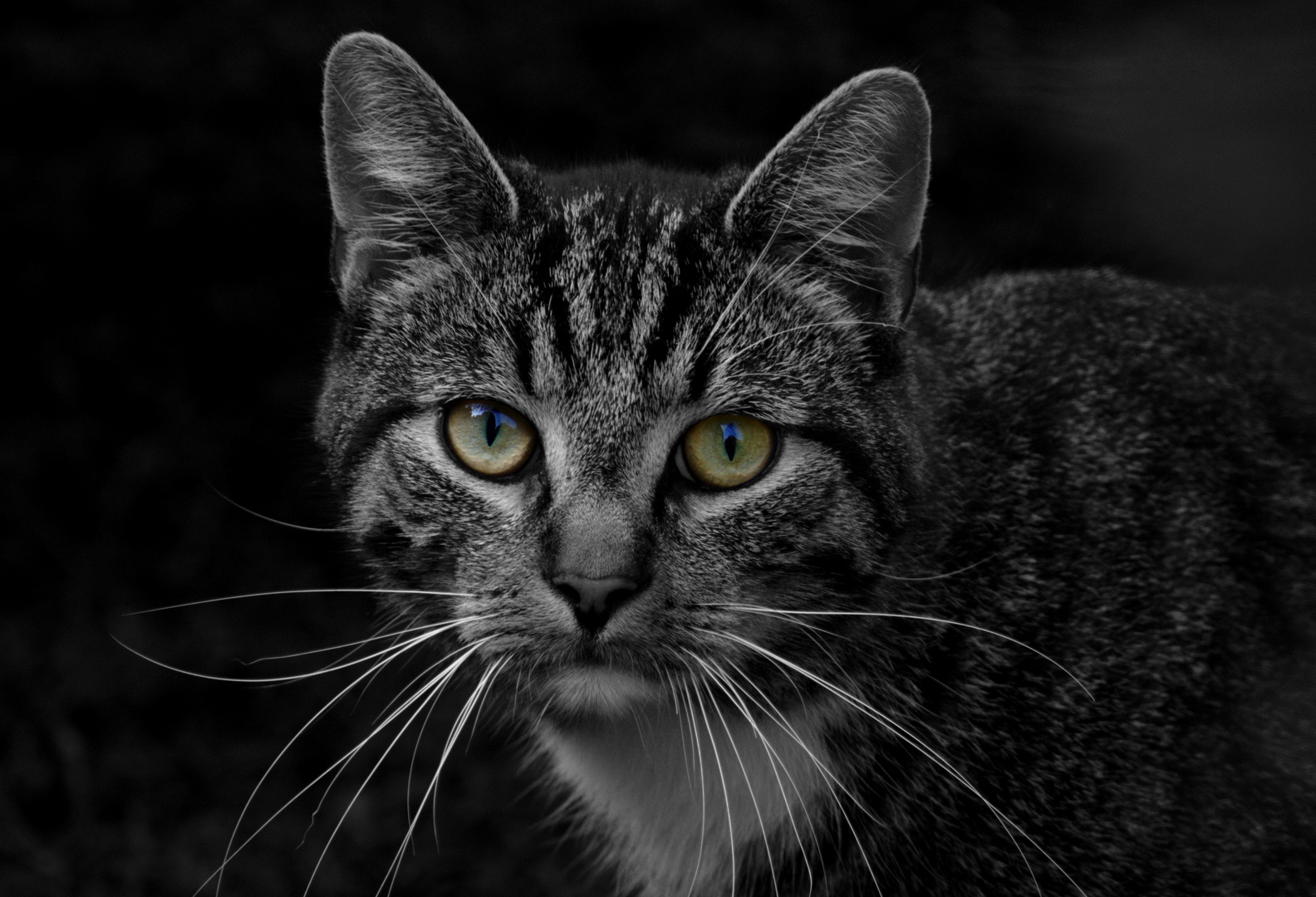 | Katze | Foto & Bild | tiere, tierdetails, colorkey Bilder auf ...