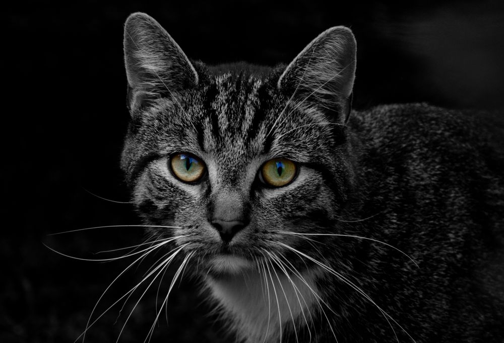 | Katze | Foto & Bild | tiere, tierdetails, colorkey Bilder auf fotocommunity