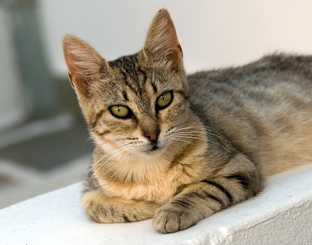 Katze.... Foto & Bild | tiere, haustiere, katzen Bilder auf fotocommunity