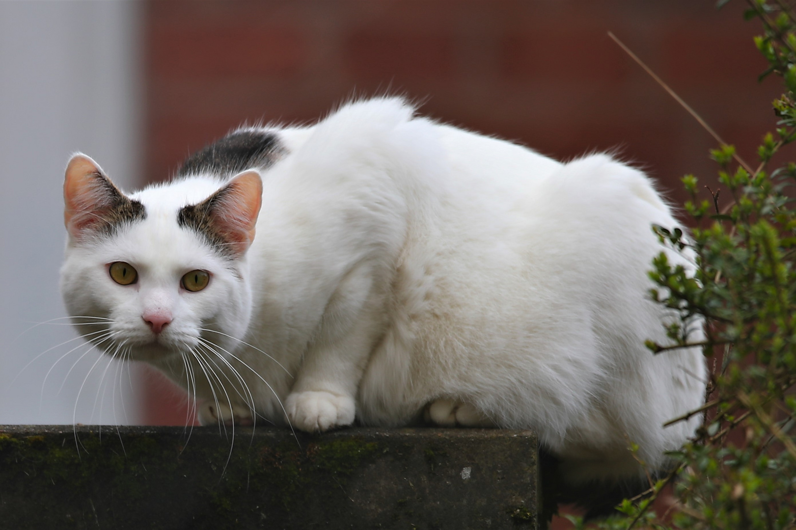 Katze Foto & Bild | winter, natur, katze Bilder auf fotocommunity