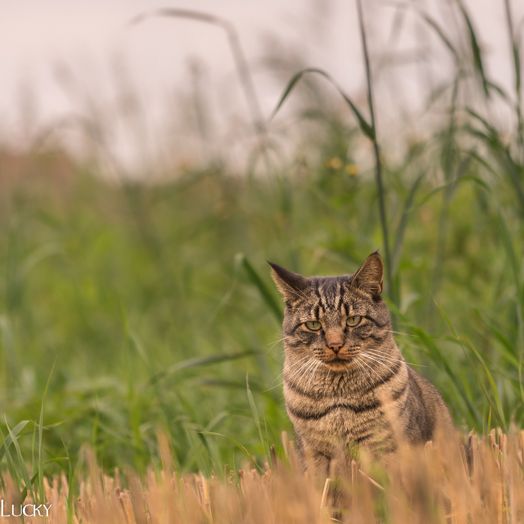 Katze Foto & Bild | grün, gras, natur Bilder auf fotocommunity