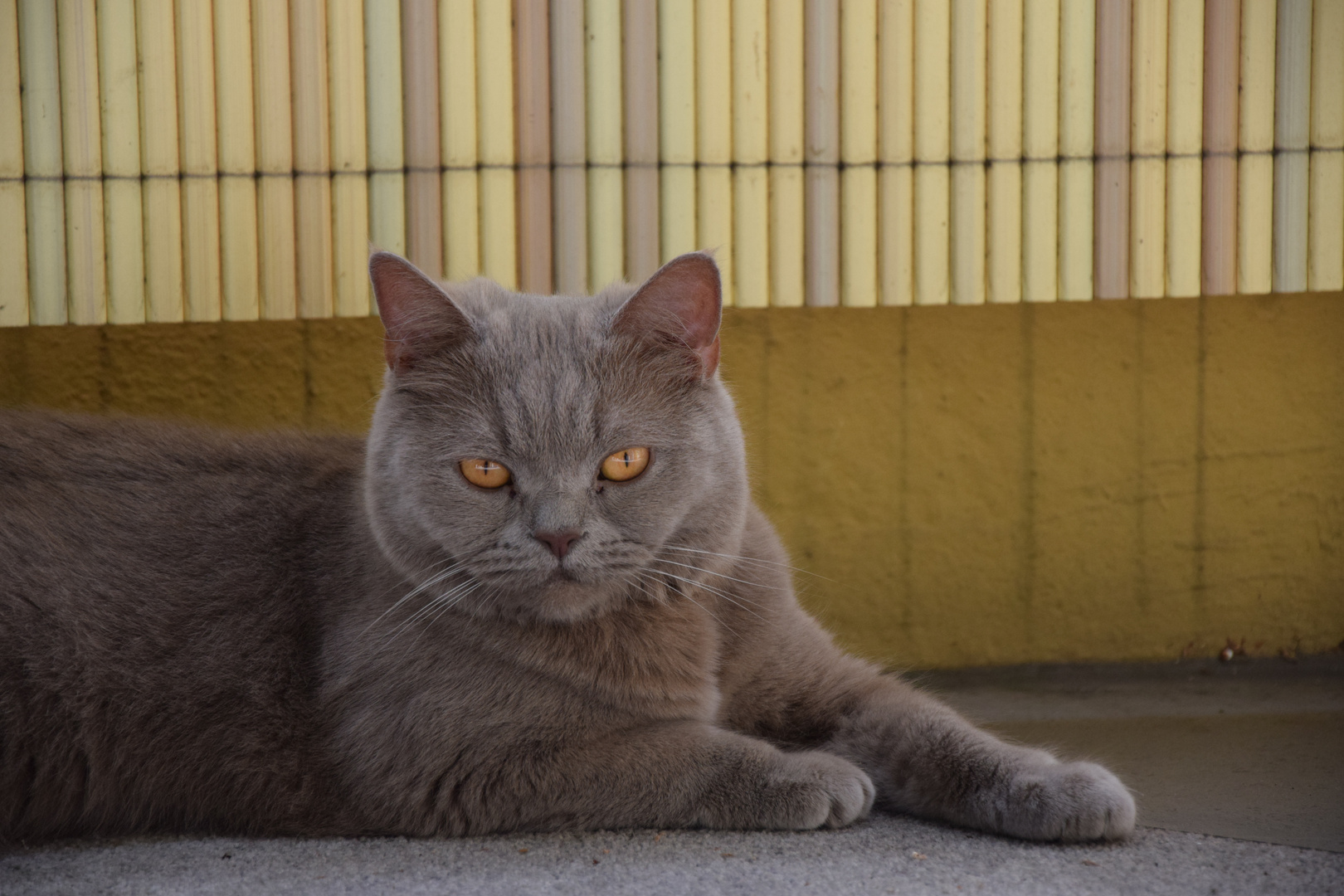 Katze Foto & Bild | katze, tiere, natur Bilder auf fotocommunity