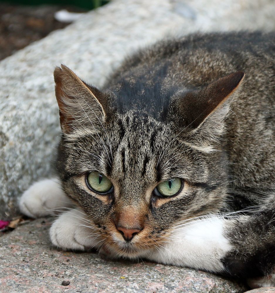 Katze - entspannt beobachten - Foto & Bild | fotos, natur, katze Bilder auf fotocommunity