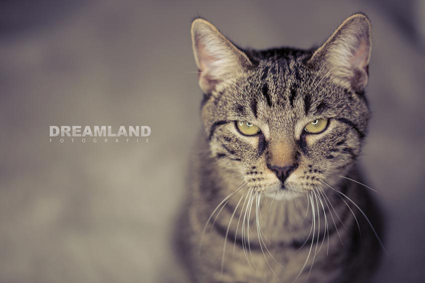 Katze Ernst Foto & Bild | fotografie-dreamland, natur, katze Bilder auf fotocommunity