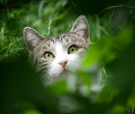 Katzen, Katzenbilder, Katzenfotos